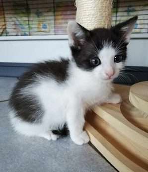 Casper - Animals Rescue