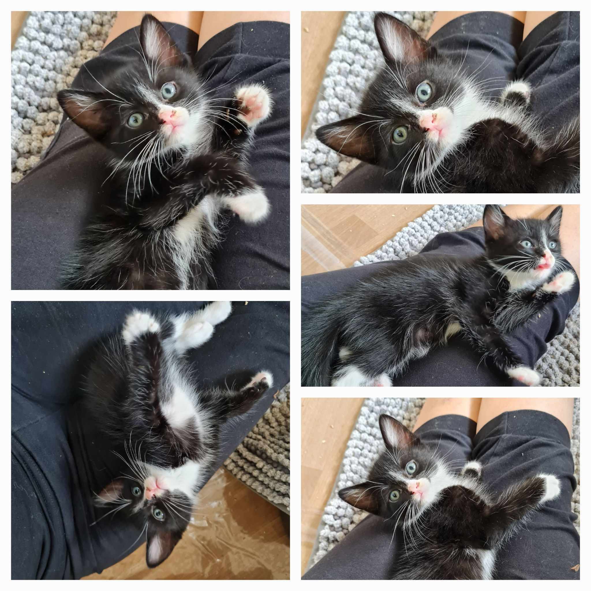 Tango - Animals Rescue