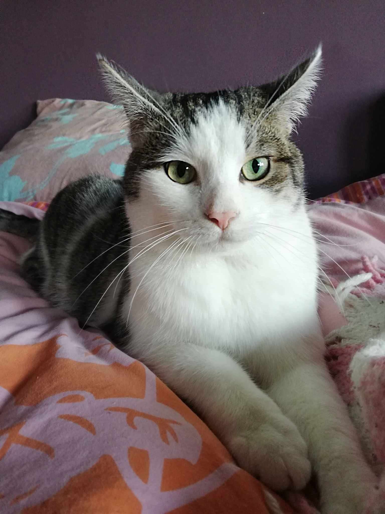 Tichou - Animals Rescue