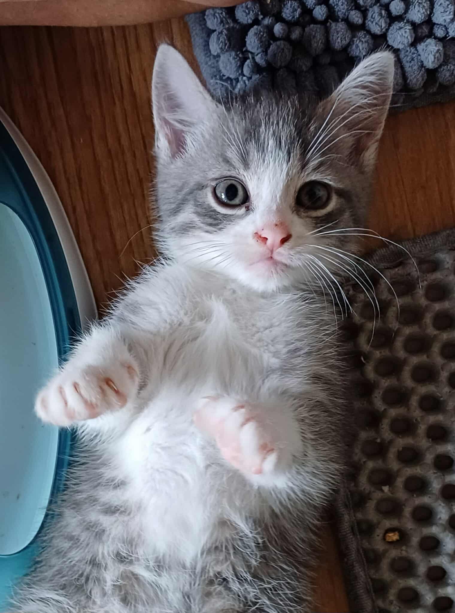 Nox ( nous ne prenons plus de demande) - Animals Rescue